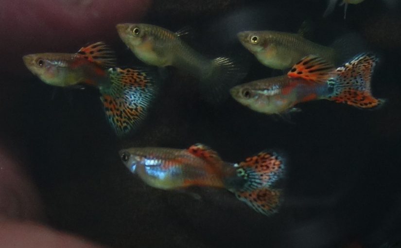 Selektion in der Guppyhochzucht - Guppy Hochzucht aus Berlin