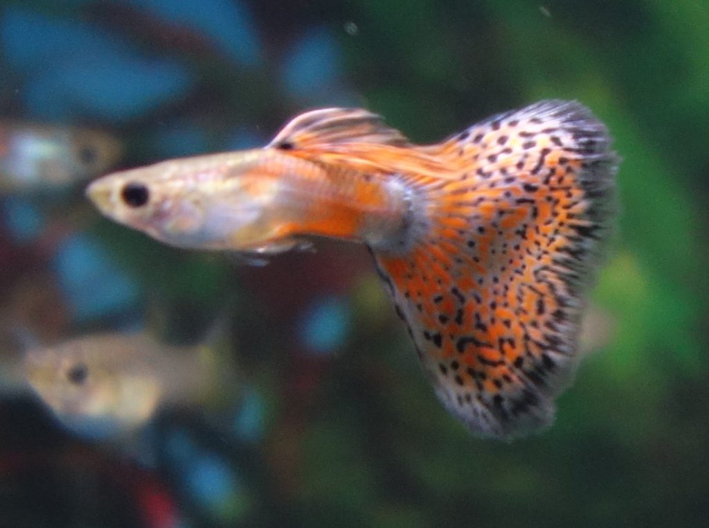 Meine Stämme - Guppy Hochzucht - Tim Herrmann