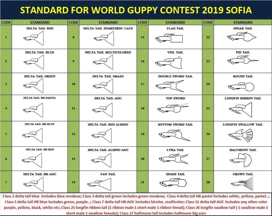 22. World Guppy Contest in Sofia - Guppy Hochzucht aus Berlin