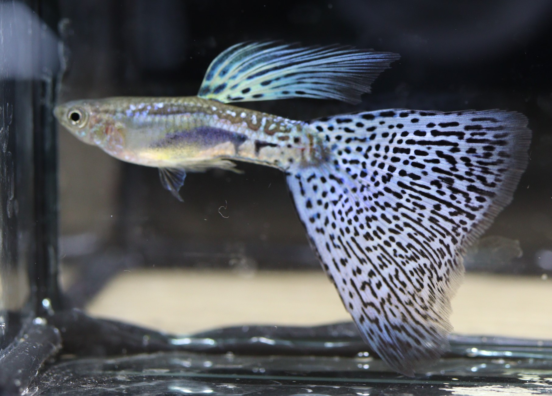 Europäische Rückenflosse bei Blue Grass - Guppy Hochzucht aus Berlin